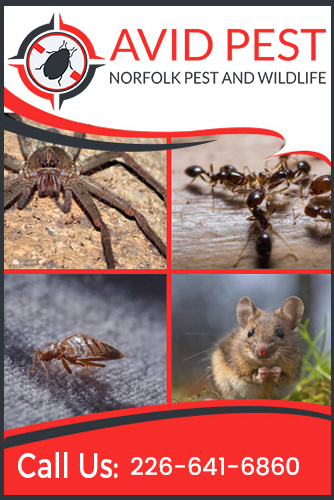 Contact | Norfolk Pest and Wildlife